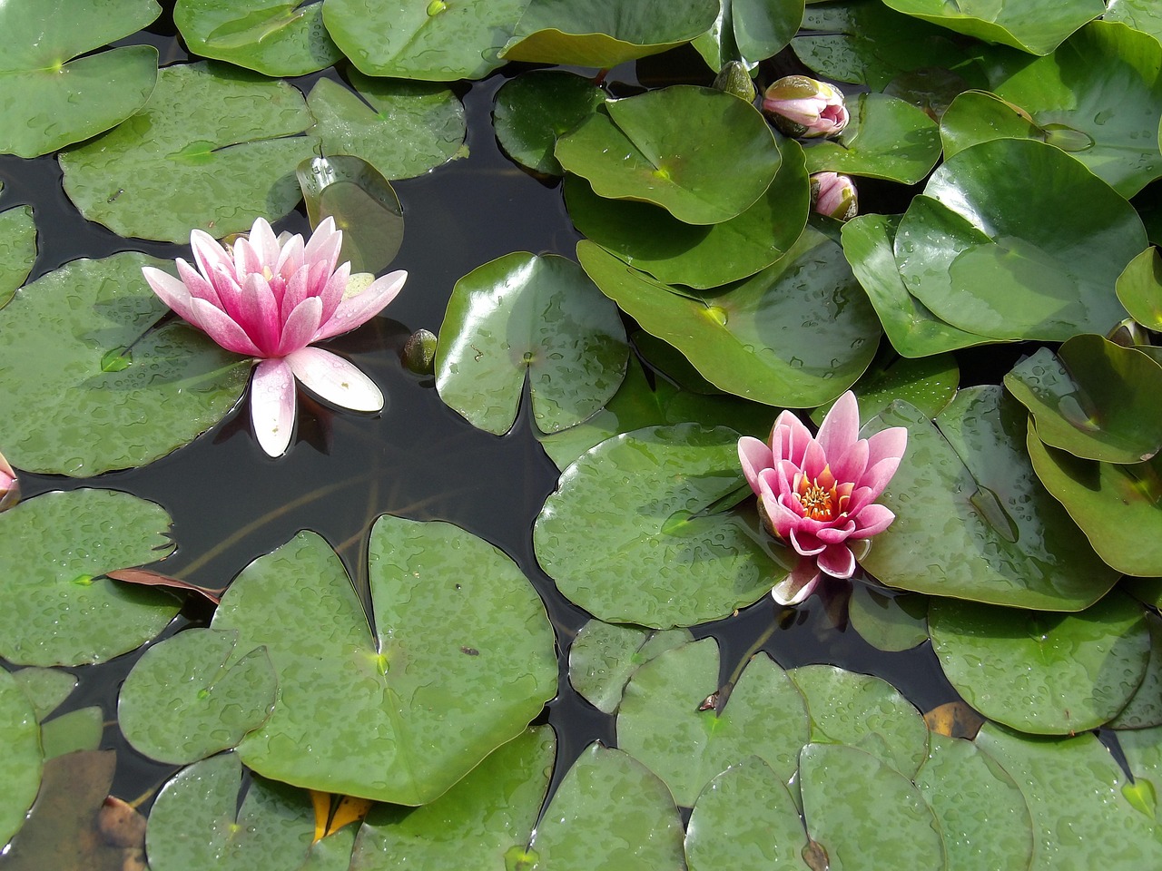 Lirio De Agua Planta Acuáticos - Foto gratis en Pixabay - Pixabay