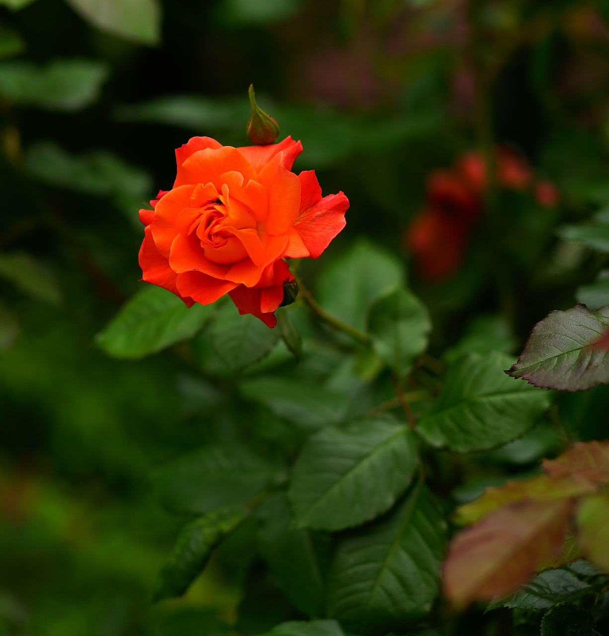Flor Rosa Rojo - Foto gratis en Pixabay - Pixabay
