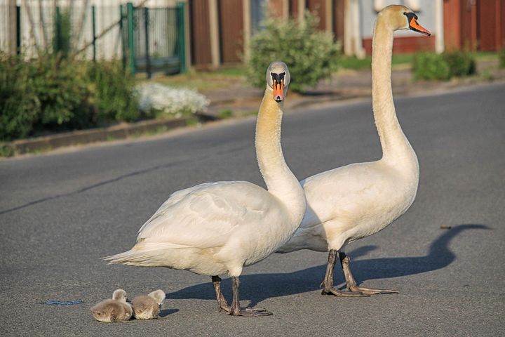 100+ Free Swan Baby & Swan Photos - Pixabay