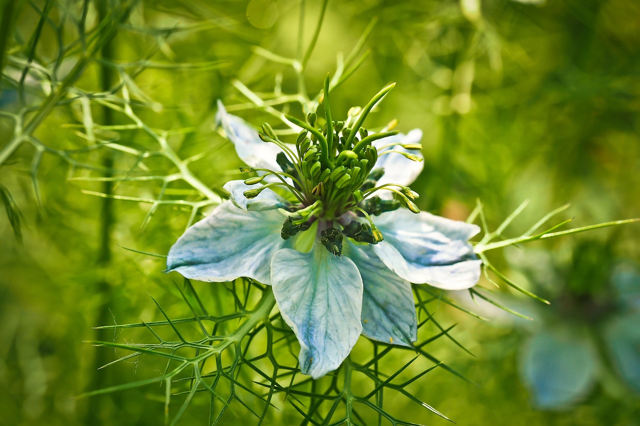 100+ Free Nigella & Flower Images - Pixabay