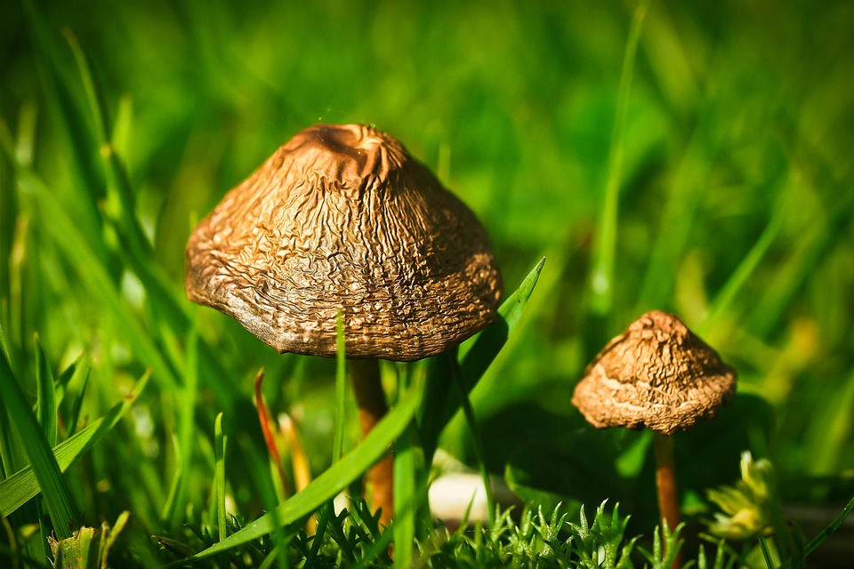 Meadow Mushroom Champignon Genre - Photo gratuite sur Pixabay - Pixabay