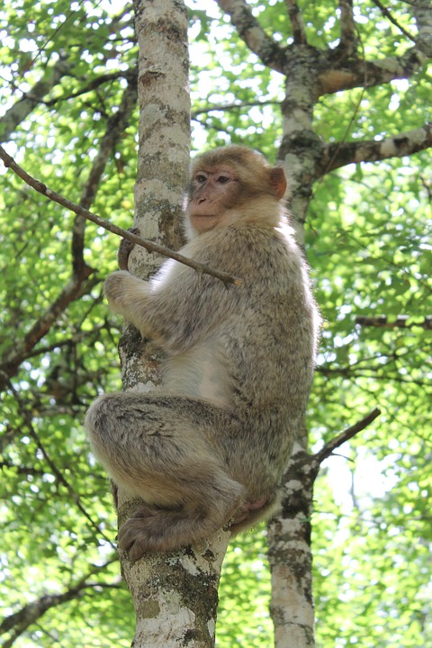 Mono Zoo Zoológico - Foto gratis en Pixabay - Pixabay