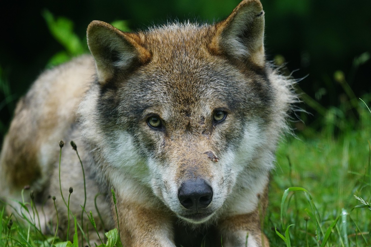 8,000+ Free Wolf Pack & Wolf Images - Pixabay
