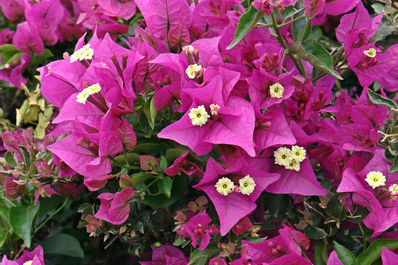 Bougainvillea Summer Flower - Free photo on Pixabay - Pixabay