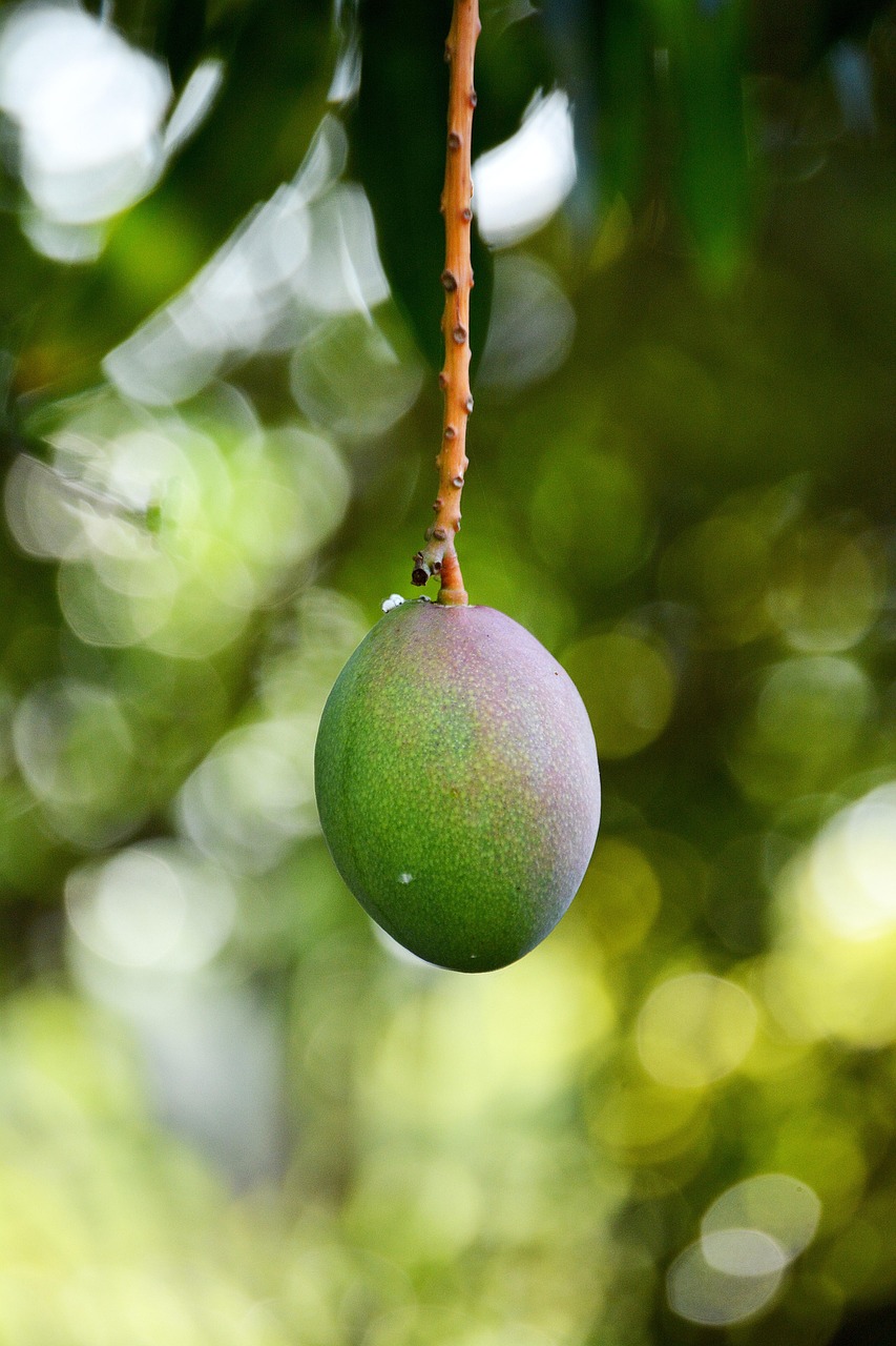 100+ Free Tropical Mango & Mango Images - Pixabay