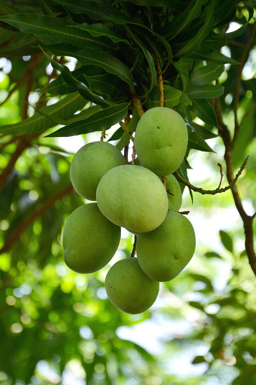 Mango Fruta Vegetal - Foto gratis en Pixabay - Pixabay