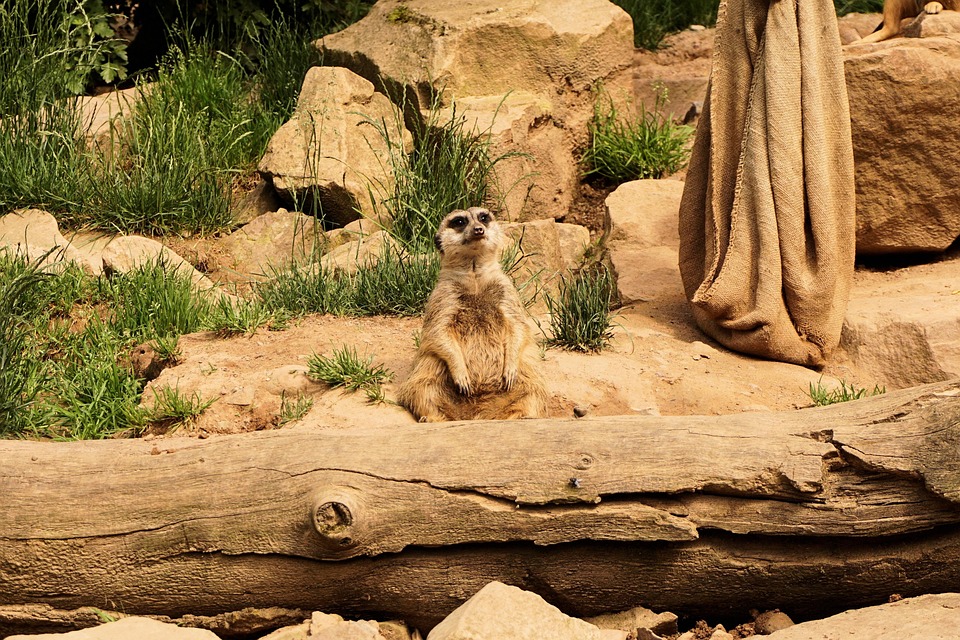 Meerkat Animals Zoo - Free photo on Pixabay - Pixabay