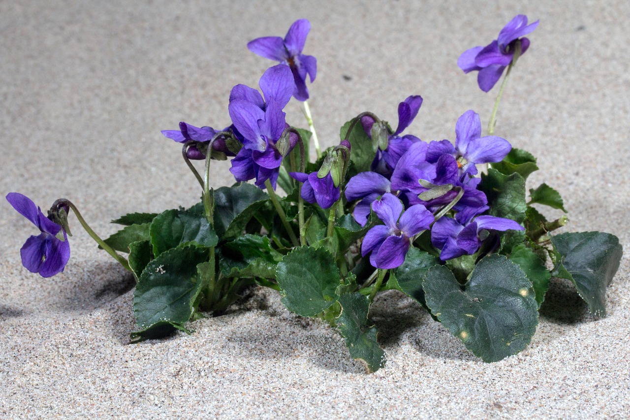 Violeta Flor Primavera Violetas - Foto gratis en Pixabay - Pixabay