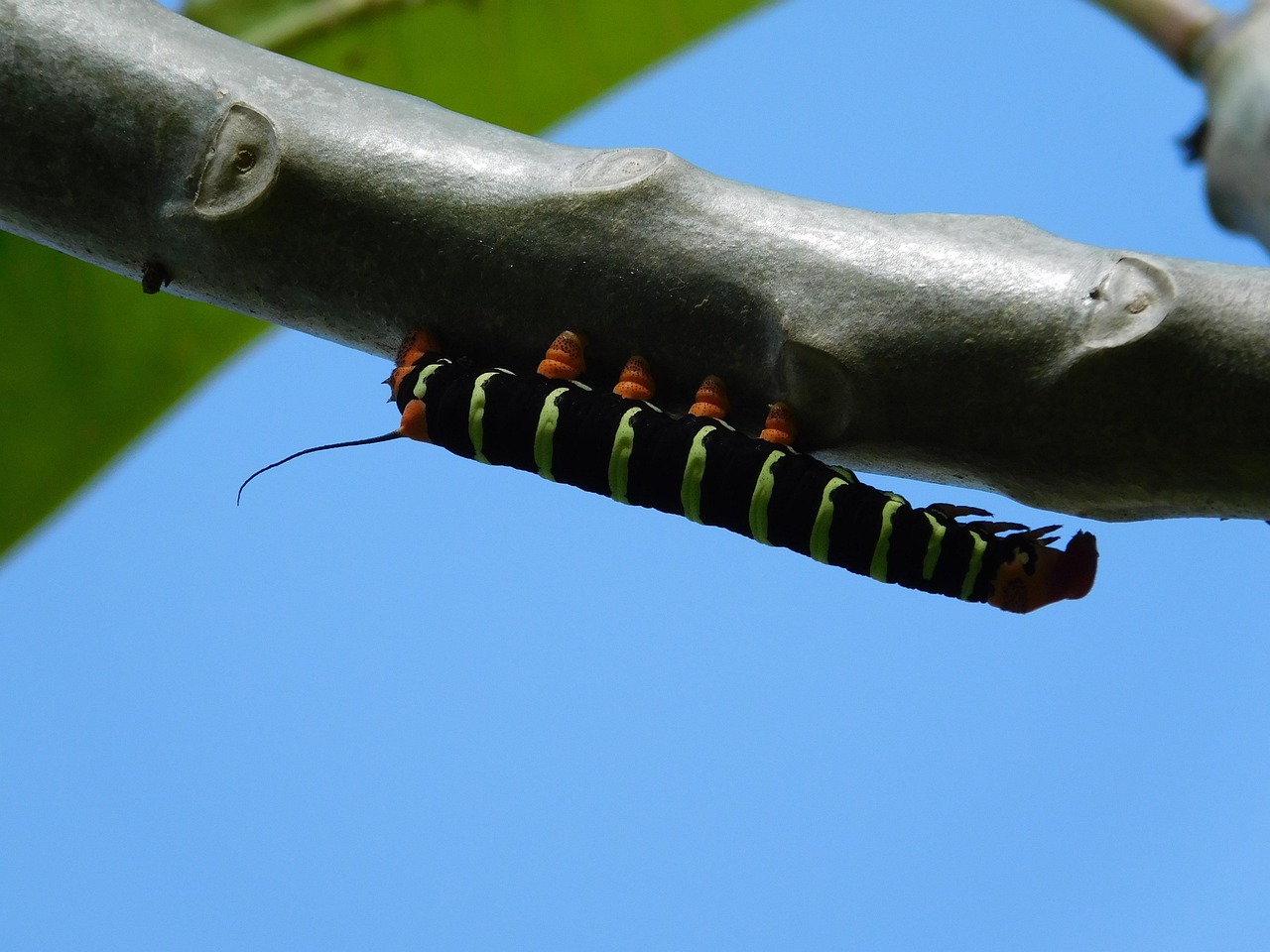 Naturaleza Insectos Jardines - Foto gratis en Pixabay - Pixabay