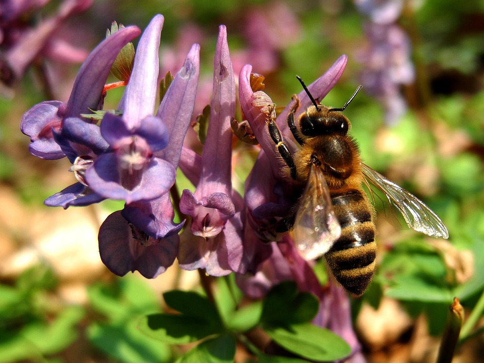 Abeille Floraison La Nature - Photo gratuite sur Pixabay - Pixabay