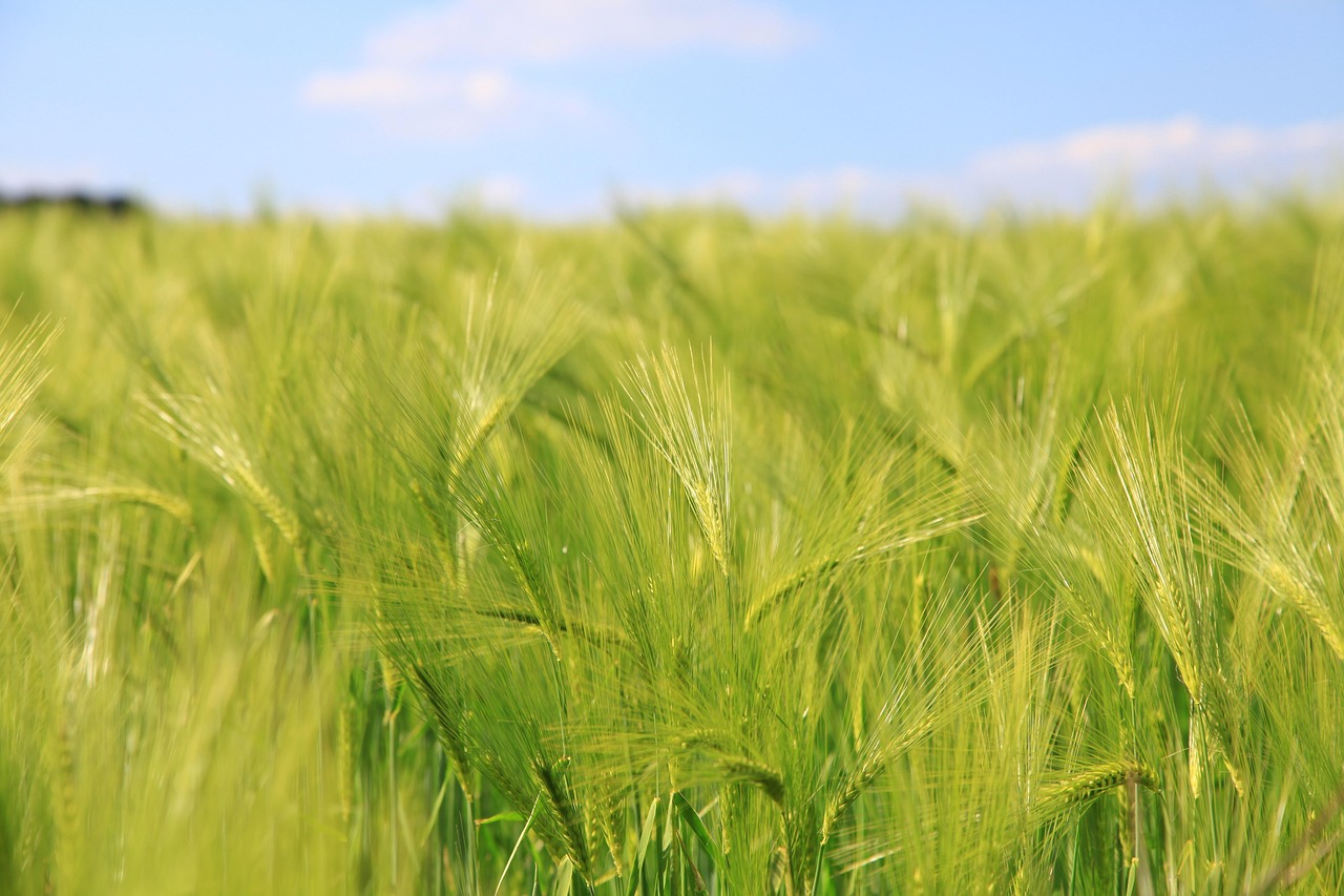 Cebada Cereales Los Campos - Foto gratis en Pixabay - Pixabay