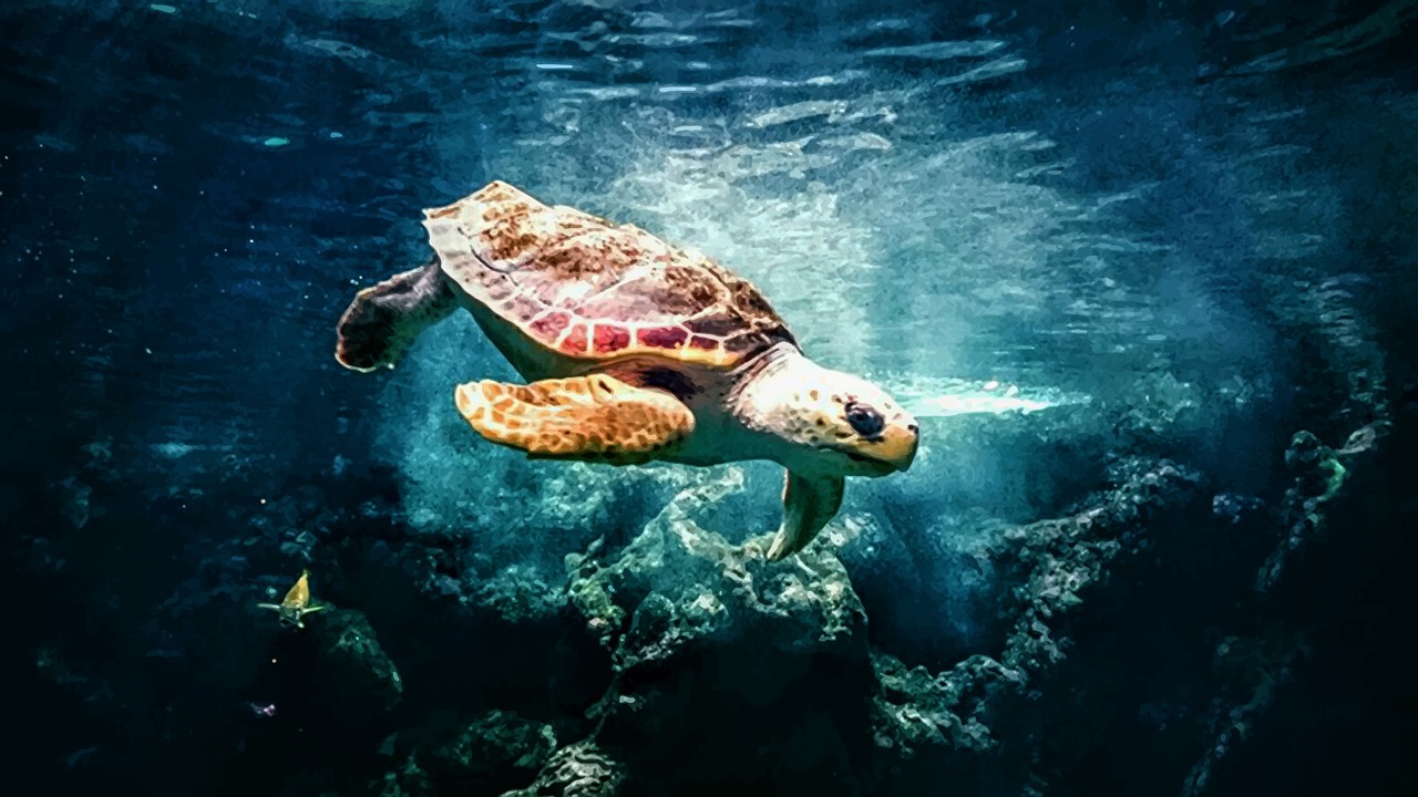 Más de 20 000 imágenes gratis de Tortuga Nadando En El Oceano y Tortuga ...