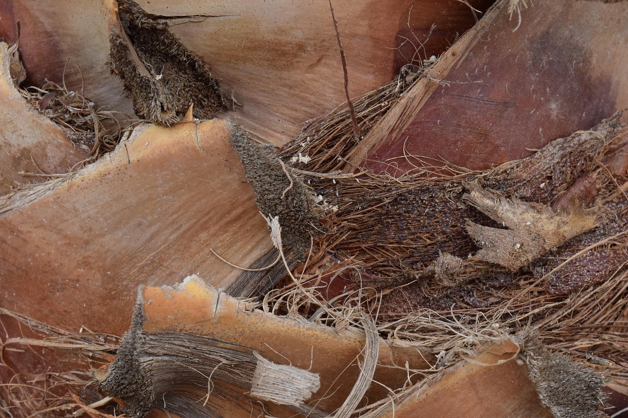 Palmeira Tribo Raiz De Árvore - Foto gratuita no Pixabay - Pixabay
