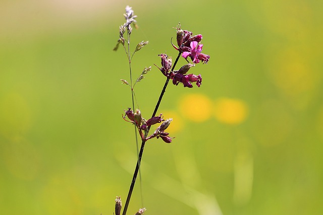 Flor Belleza El Verano - Foto gratis en Pixabay - Pixabay