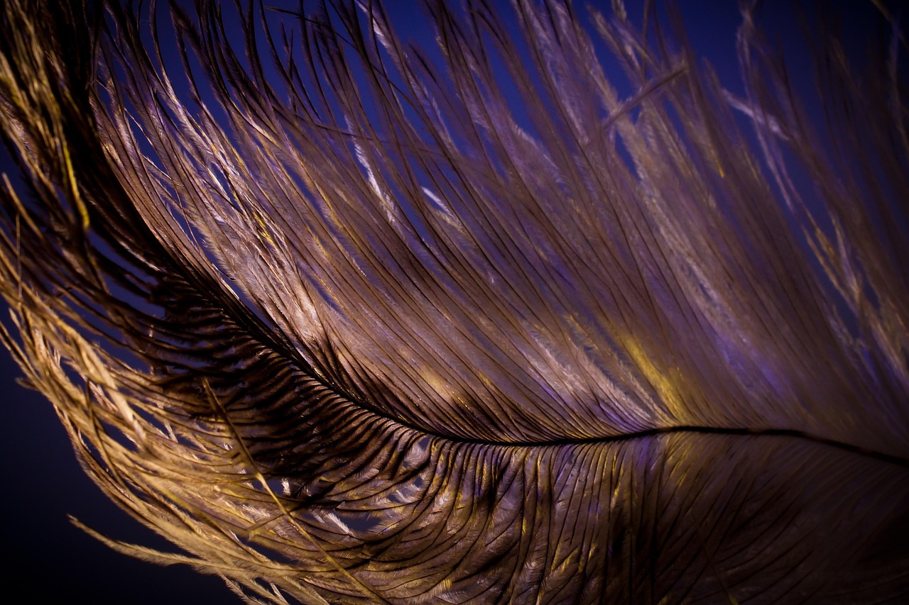 Plume D'Autruche Ressort Faciliter - Photo gratuite sur Pixabay - Pixabay