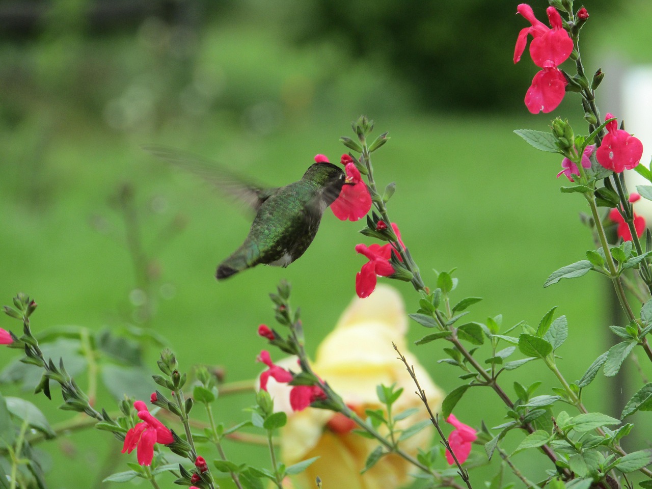 Flores Pájaro Colibrí - Foto gratis en Pixabay - Pixabay