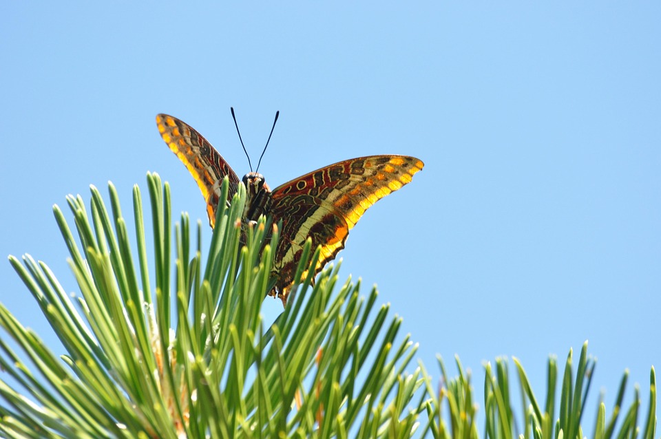 La Nature Papillon Aux - Photo gratuite sur Pixabay - Pixabay