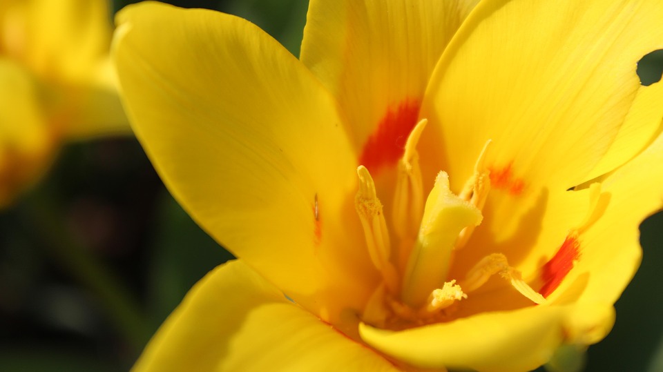 Bunga Kuning - Foto gratis di Pixabay - Pixabay
