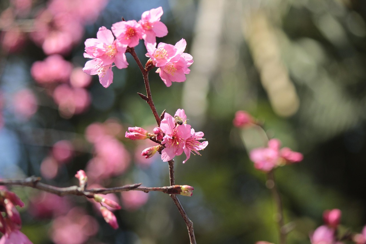 Double-Flowered Wild Cherry Flower - Free photo on Pixabay - Pixabay