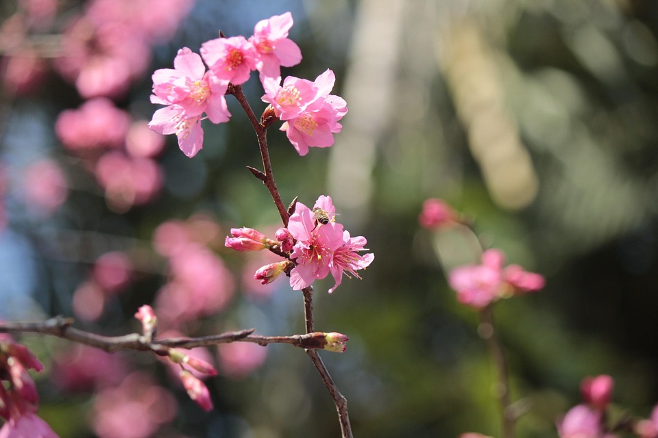 Double-Flowered Wild Cherry Flower - Free photo on Pixabay - Pixabay
