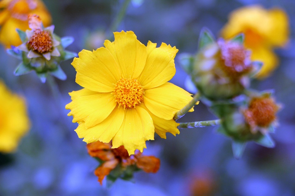 Geumgye-Guk Plant Flower - Free photo on Pixabay - Pixabay