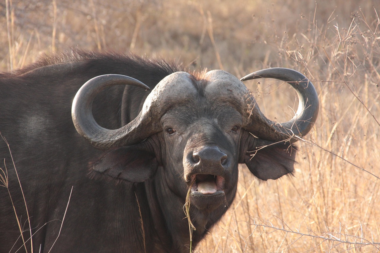 40,000+ Free Water Buffalo & Buffalo Images - Pixabay