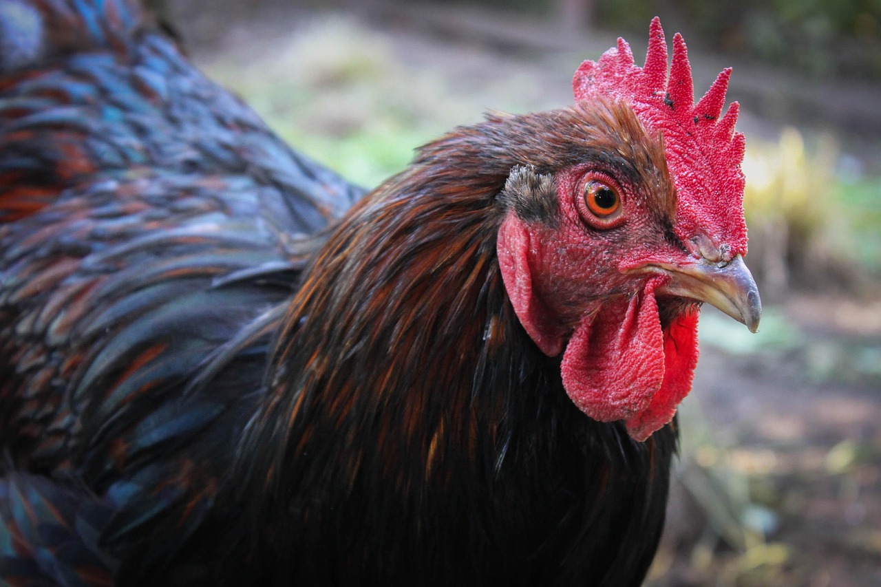 Pollo Grifo - Foto gratis en Pixabay