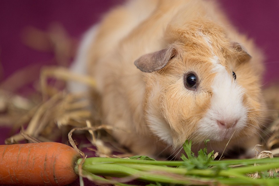 Guinea Pig Domestic Animal Rodent - Free photo on Pixabay - Pixabay
