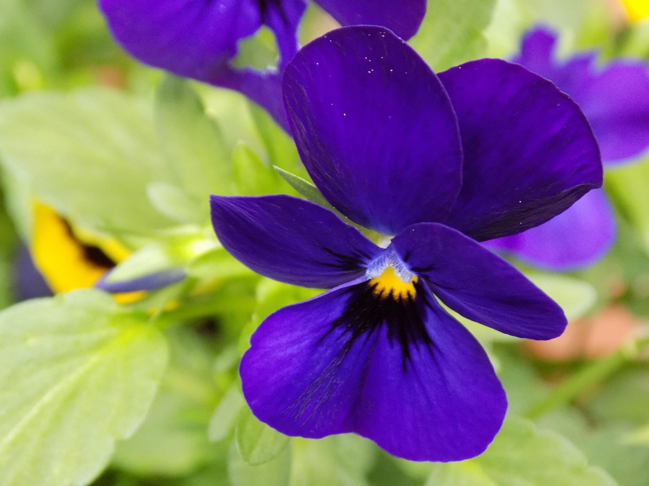 400 Família Violeta Tolet Amor - Foto gratuita no Pixabay - Pixabay