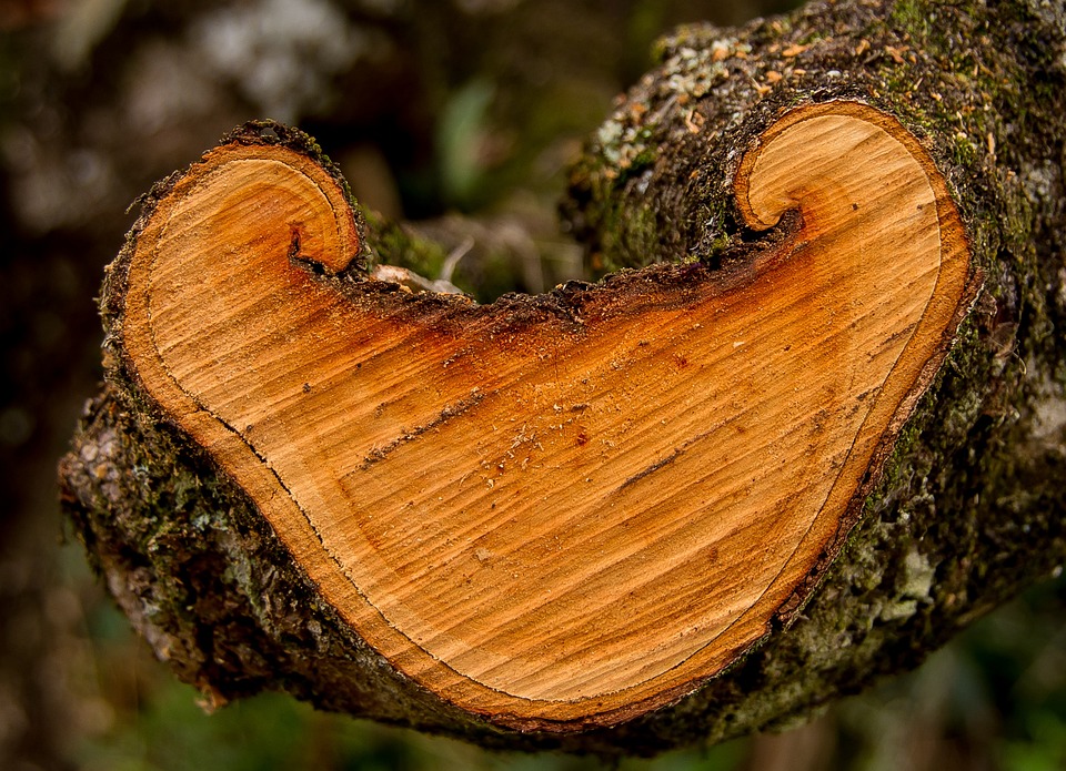 Wood Branch Tree - Free photo on Pixabay - Pixabay