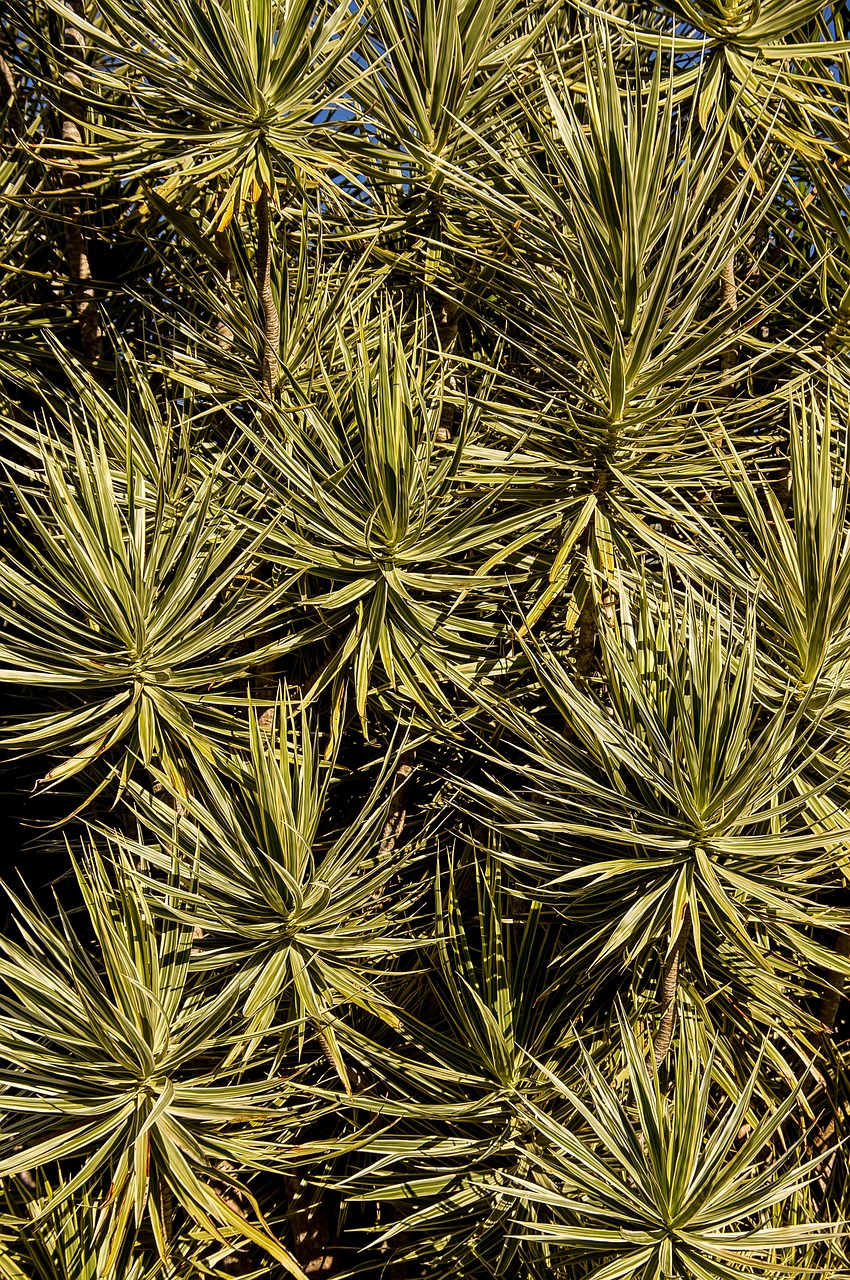 7,000+ Free Dracaena Reflexa & Nature Photos - Pixabay