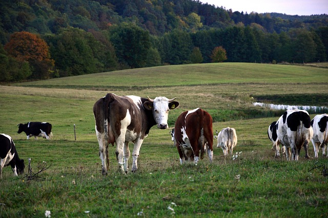Paisaje Vacas Naturaleza - Foto gratis en Pixabay - Pixabay