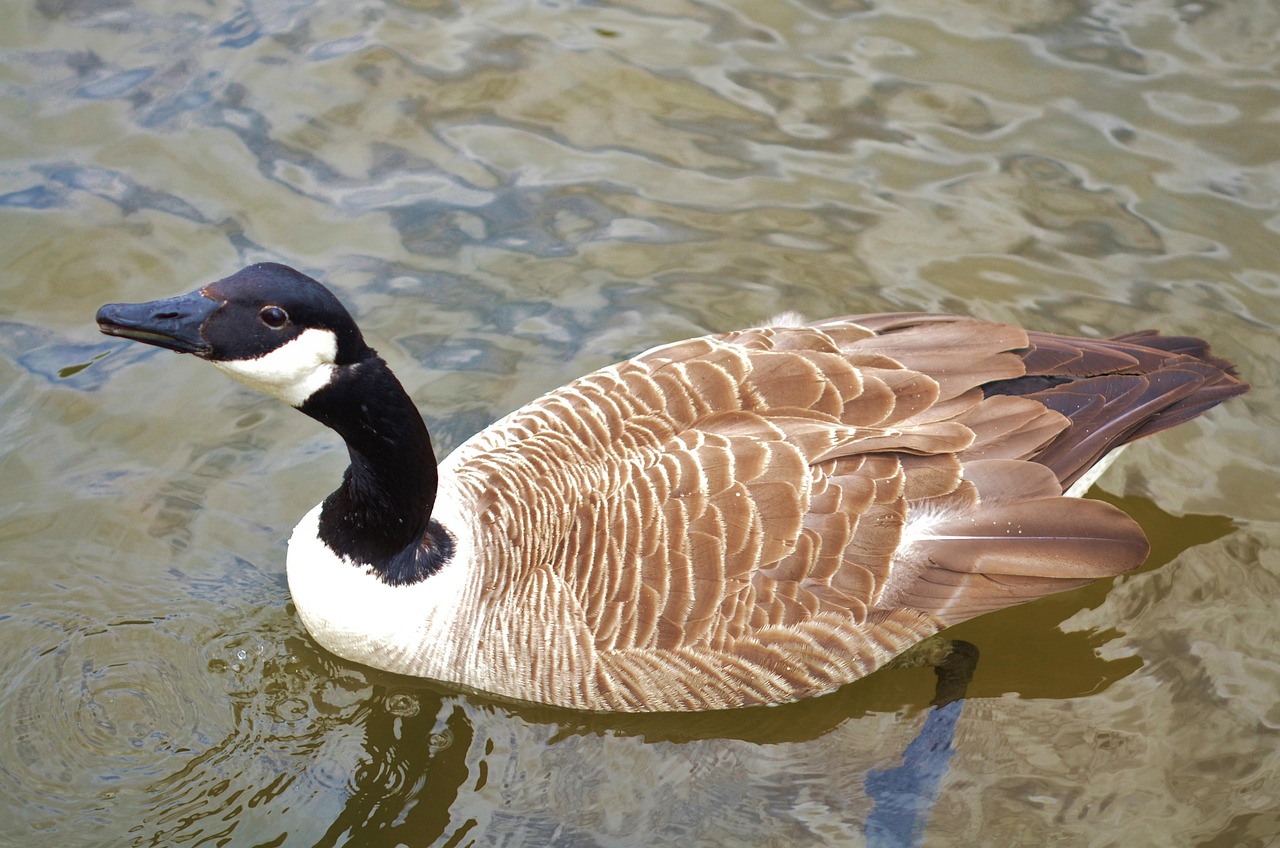 Pato Animal Pájaro - Foto gratis en Pixabay - Pixabay