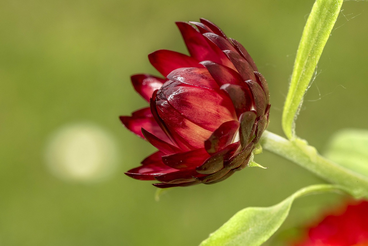 Straw Flower Forever - Free photo on Pixabay - Pixabay