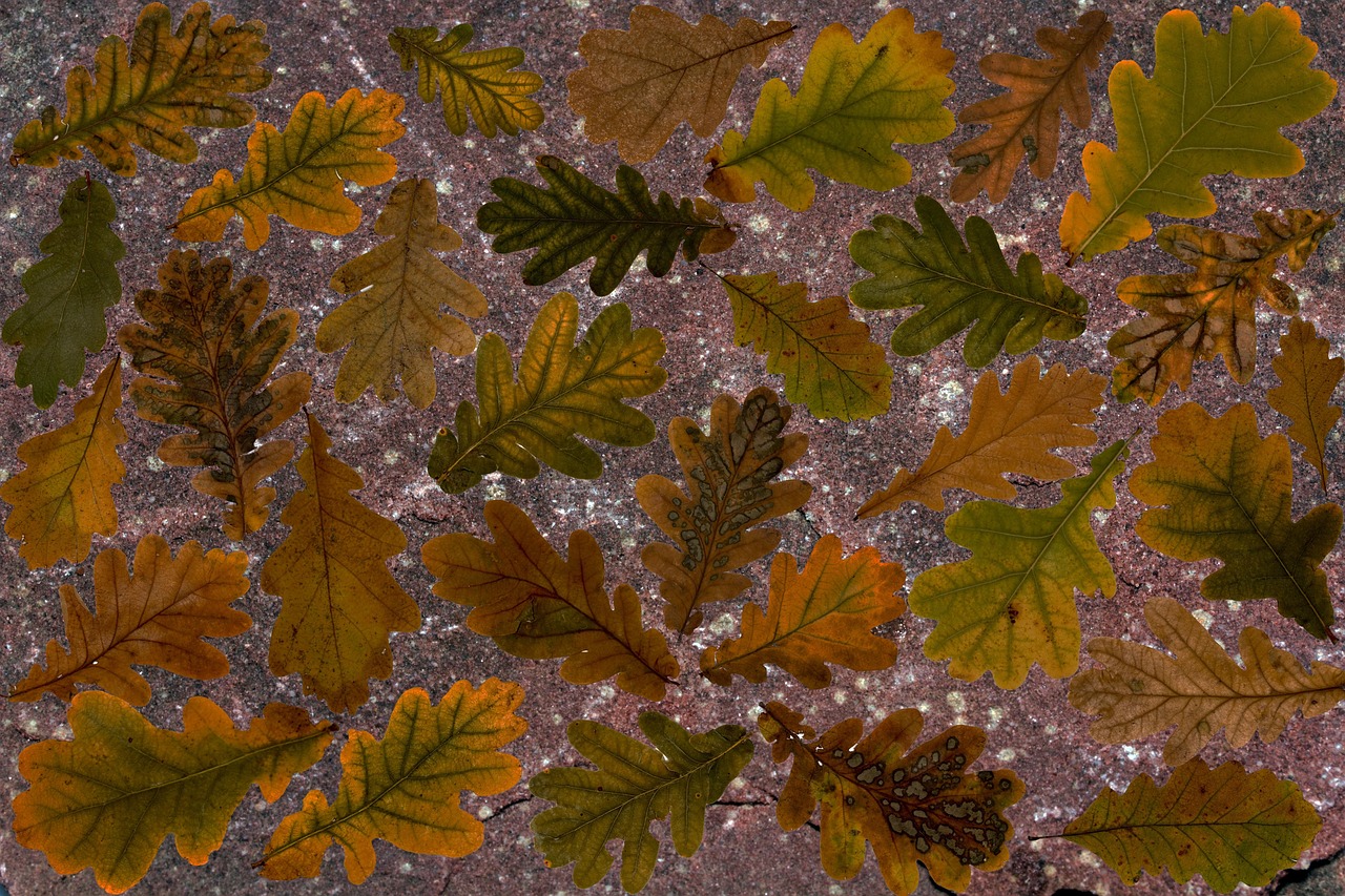Leaves Foliage Lift - Free photo on Pixabay - Pixabay
