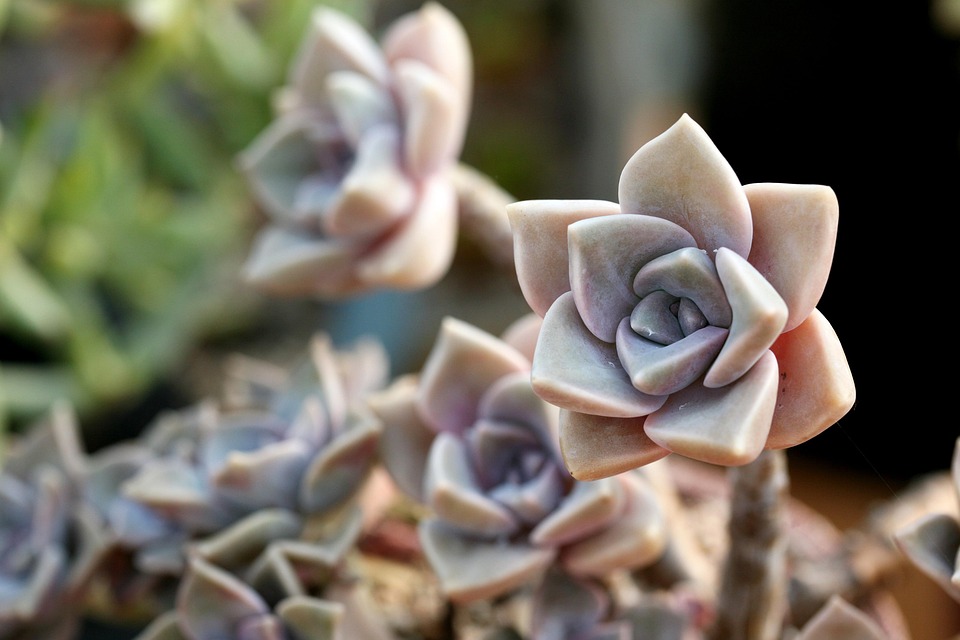Succulents Fleshy Succulent - Free photo on Pixabay