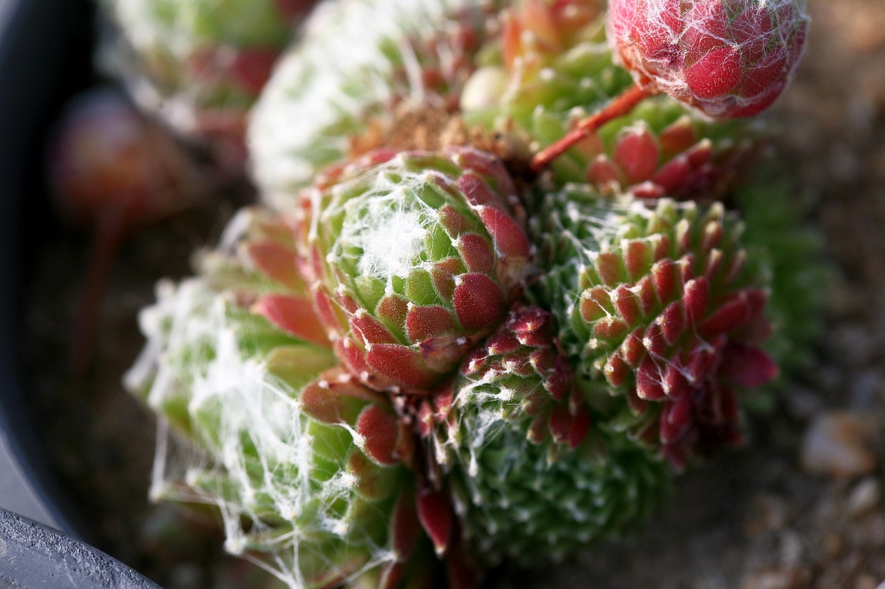 Succulents Fleshy Succulent - Free photo on Pixabay - Pixabay