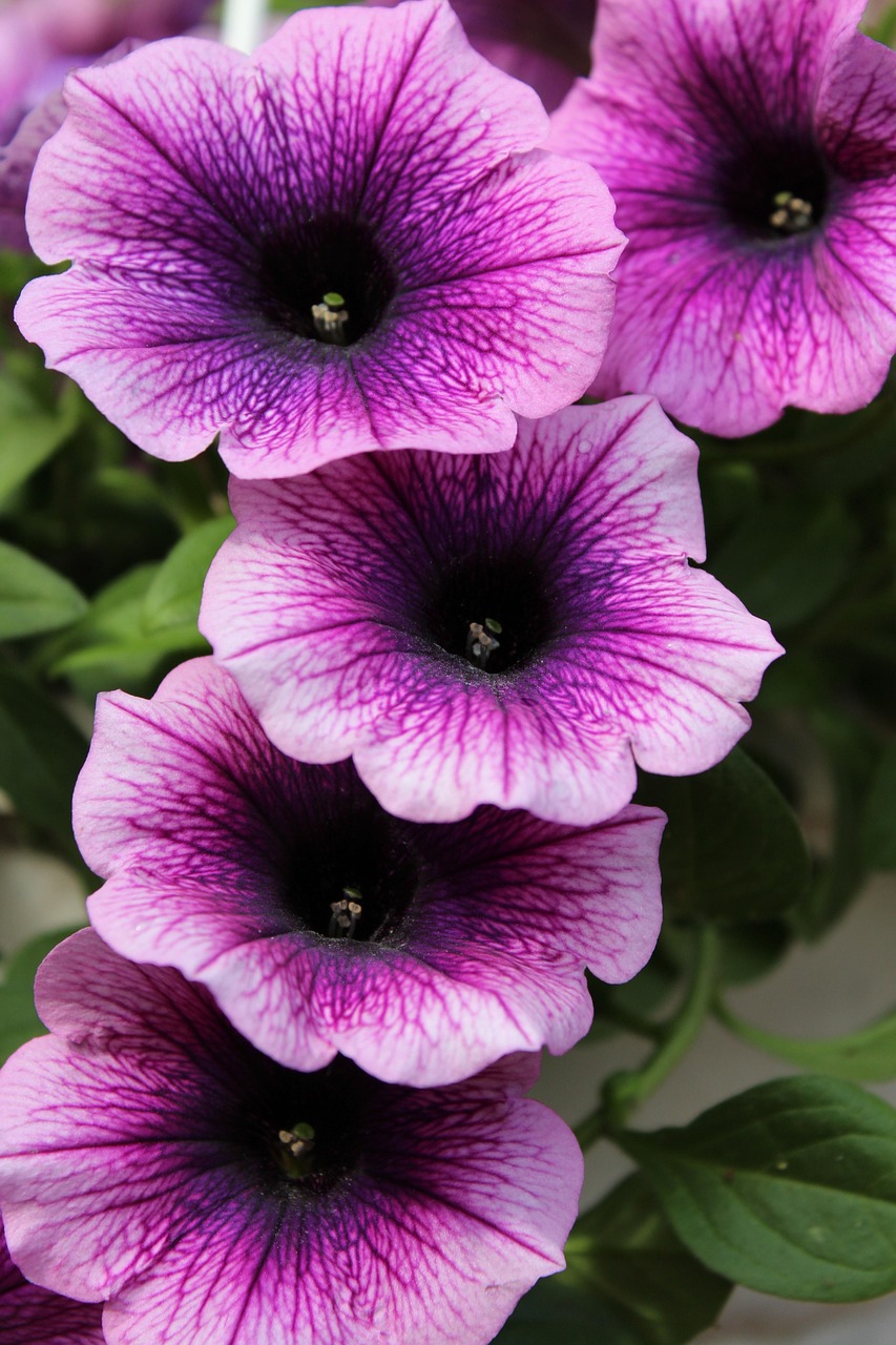 926 beautiful photo results - Pixabay