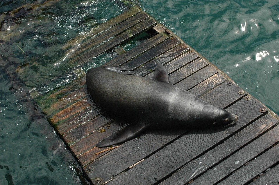 Sea Lion Dock - Free photo on Pixabay - Pixabay