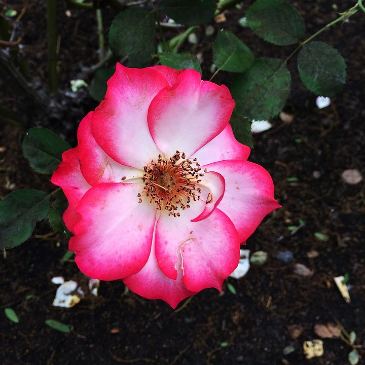 Rose Fleur Fleurir - Photo gratuite sur Pixabay - Pixabay