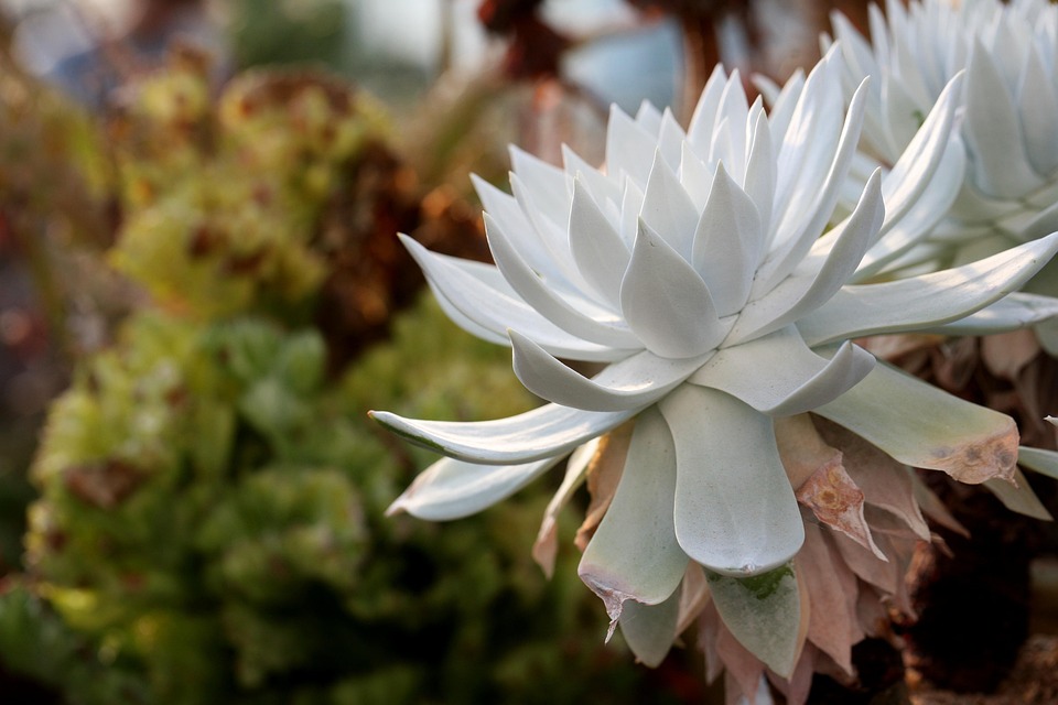 Succulents Fleshy Succulent - Free photo on Pixabay