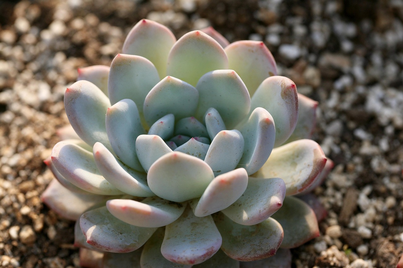 4,000+ Succulent Pictures & Images [HD] - Pixabay