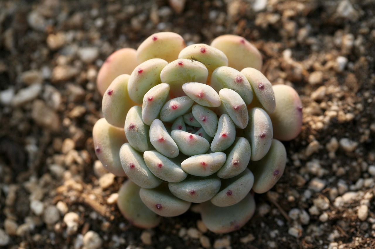 Succulents Fleshy Succulent - Free photo on Pixabay