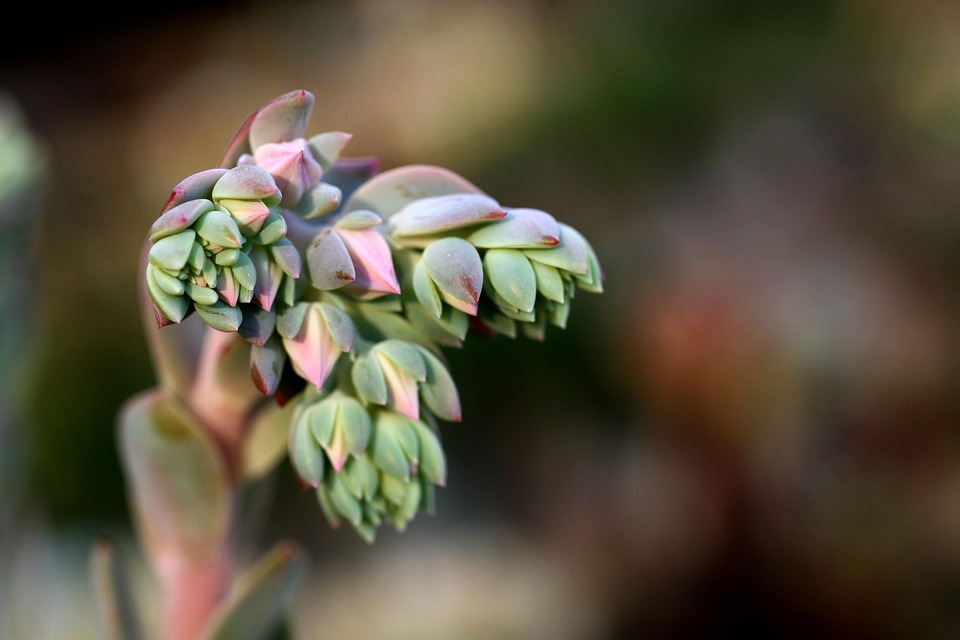 Succulents Fleshy Succulent - Free photo on Pixabay - Pixabay