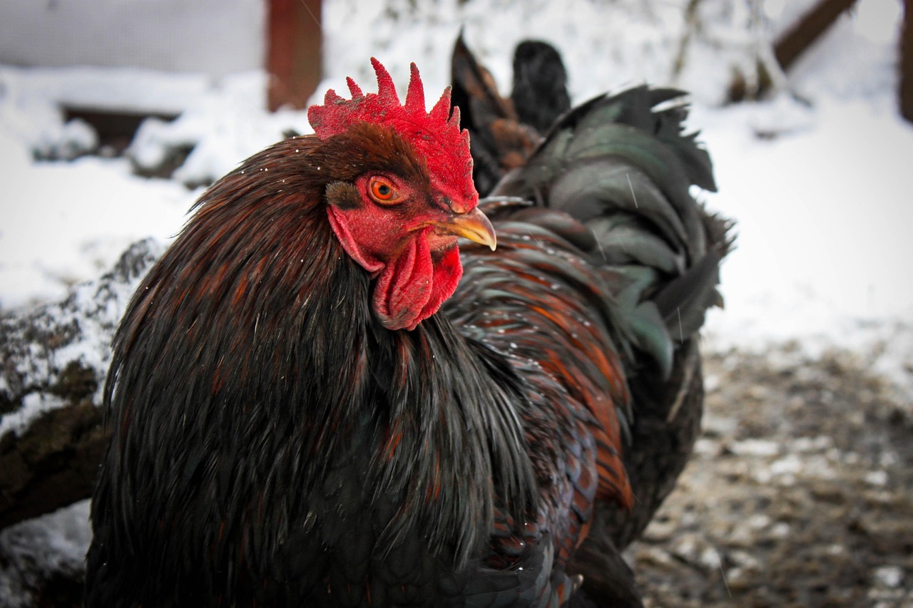 Grifo Pollo Nieve - Foto gratis en Pixabay - Pixabay