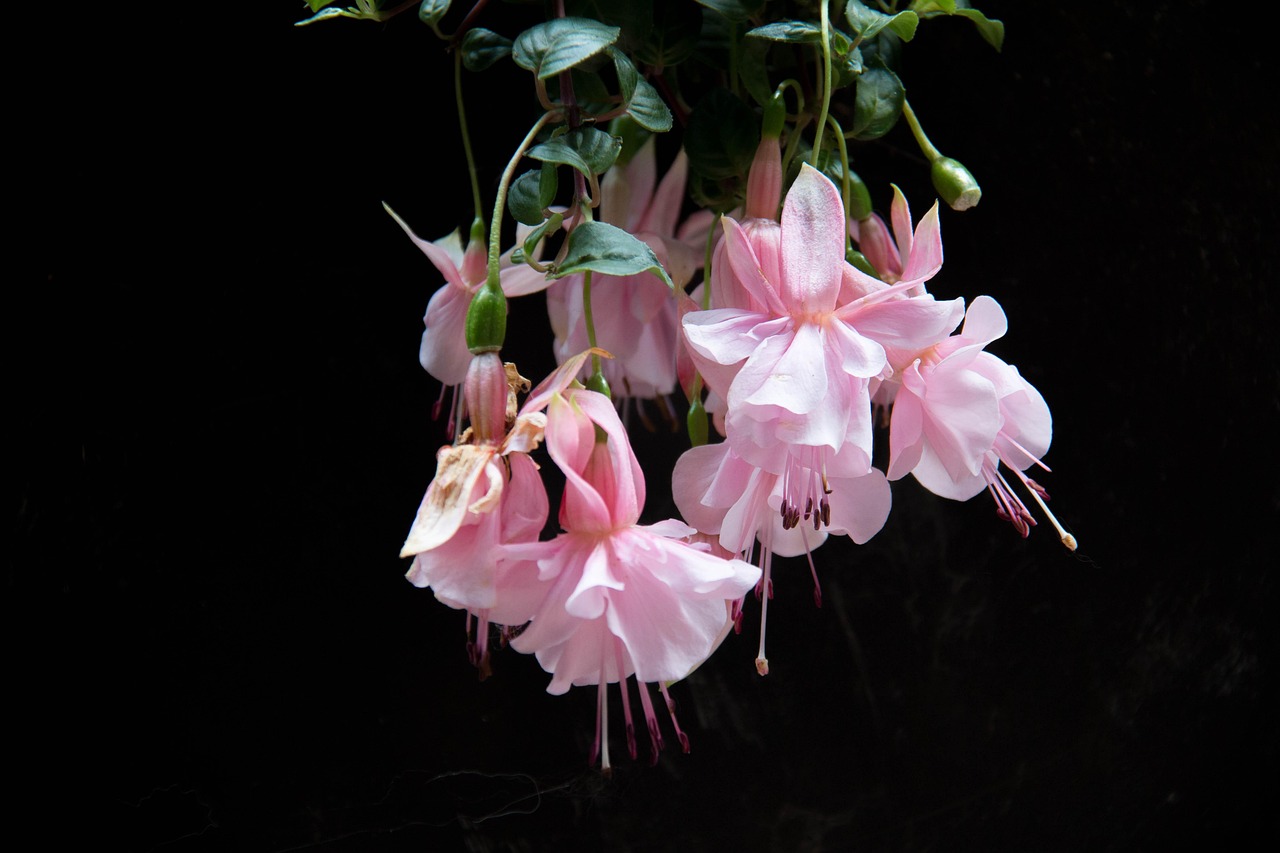 Fuchsia Flower Spring Color - Free photo on Pixabay - Pixabay