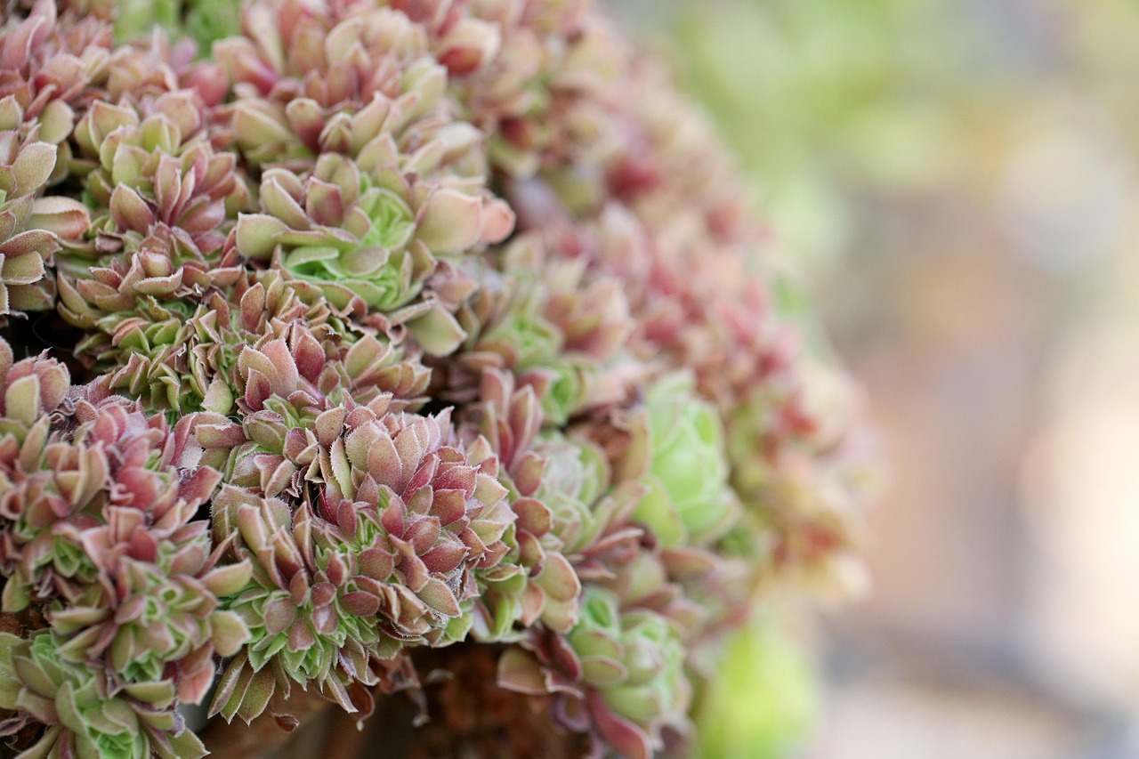 Succulents Fleshy Succulent - Free photo on Pixabay - Pixabay