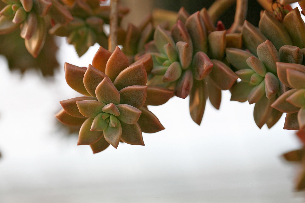 Succulents Fleshy Succulent - Free photo on Pixabay - Pixabay
