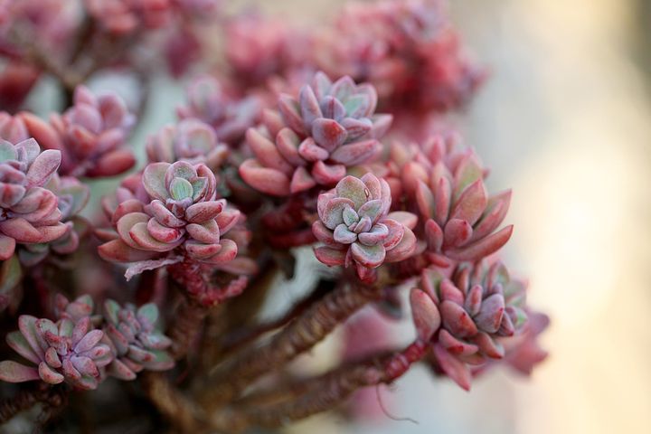 4,000+ Succulent Pictures & Images [HD]