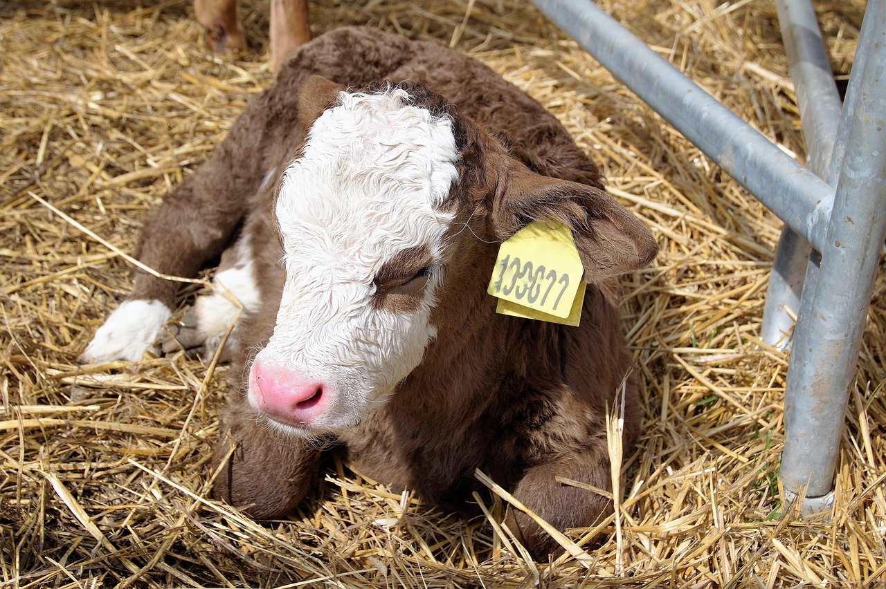 Vaca Ternero Mascota Está - Foto gratis en Pixabay - Pixabay